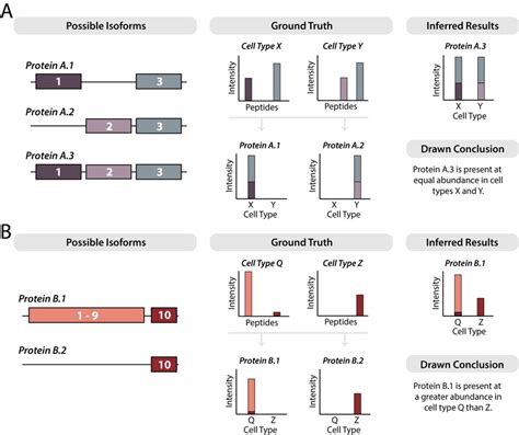 Isoform Switching And The Protein Inference Problema Two Cell Types Download Scientific