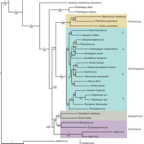 Bayesian Phylogenetic Tree For The Partitioned Concatenated Analysis
