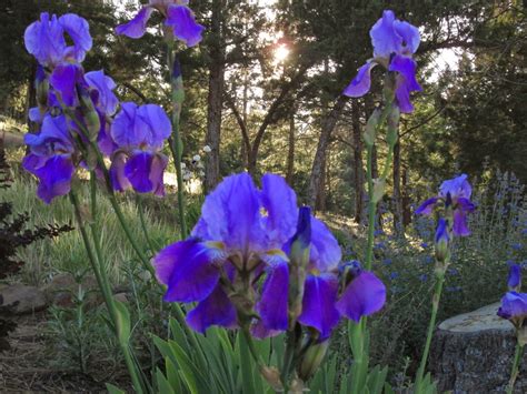 Wild Thyme Creations Dividing Iris