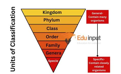 Two To Five Kingdom Classification System An Overview