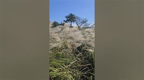 제주도 어음리 억새군락지♡ 가을가을~ Youtube