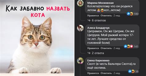 Как можно назвать кота: подборка оригинальных вариантов