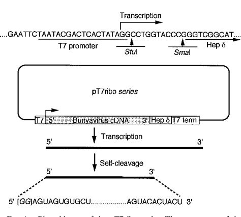 Figure 1 From Rescue Of A Segmented Negative Strand Rna Virus Entirely From Cloned Complementary
