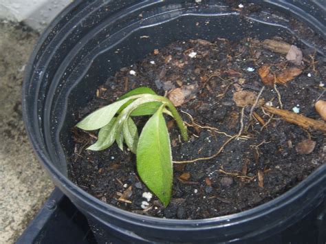 Gardening From Seeds Cutting And More Azalea From Cutting