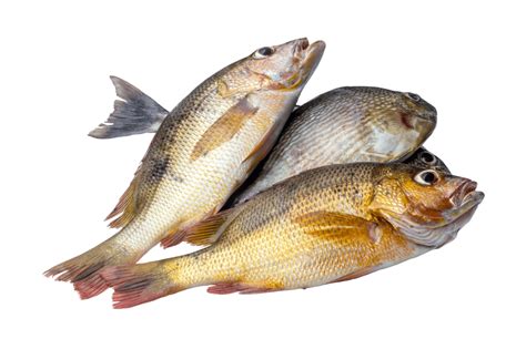 Cooked Fish Pngs For Free Download