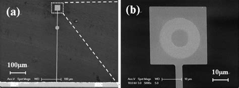a scanning electron microscope image of a fabricated cantilever