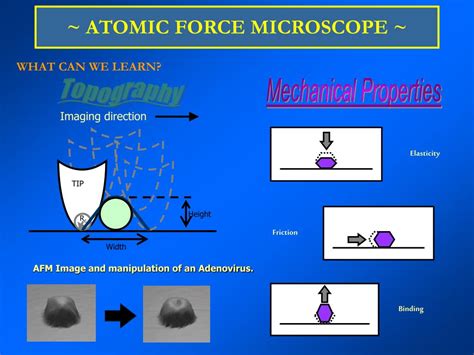 Ppt Scanning Probe Microscopy Scanning Tunneling Microscope Stm Atomic Force Microscope Afm