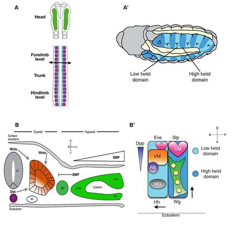 Comparison Of Mesoderm Segmentation And Specification In Vertebrates