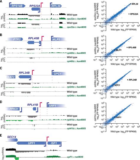 Bidirectional Promoter Activity From Expression Cassettes Can Drive Off