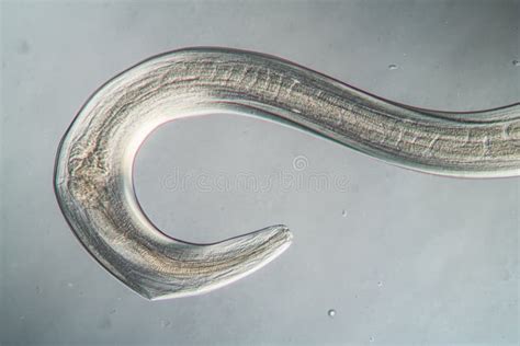 Nematode Under The Microscope Stock Image Image Of Microorganisms