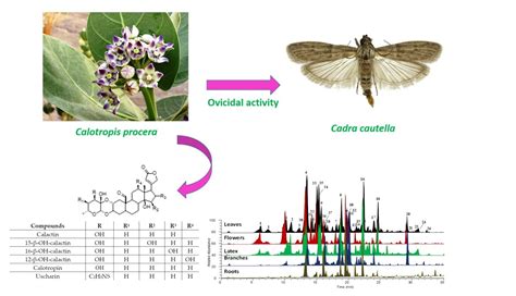 Systematic Phytochemical Screening Of Different Organs Of Calotropis Procera And The Ovicidal