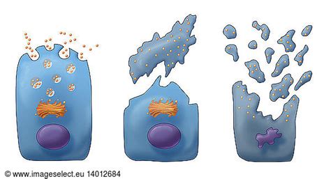 Types Of Secretion Types Of Secretion Illustrationapocrinesecretion