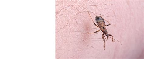 Kissing Bugs