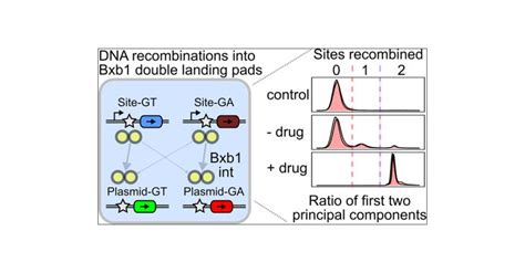 Mammalian Genomic Manipulation With Orthogonal Bxb1 Dna Recombinase