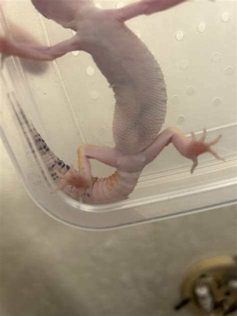 Sex Leopard Gecko Help Pls R Leopardgeckos