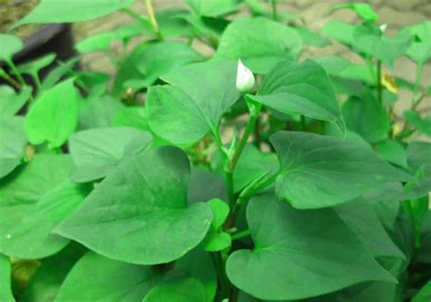 Điều Trị đau Mắt Bằng Cây Thuốc Nam Rau Má Diếp Cá Và Lá Gòn Non