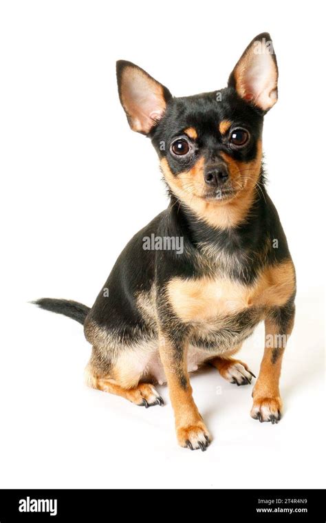 Cute Black And Tan Female Chihuahua Puppy Dog Portrait Isolated On