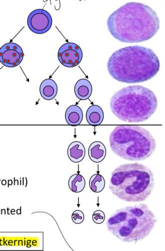 Leukozyten Flashcards Quizlet