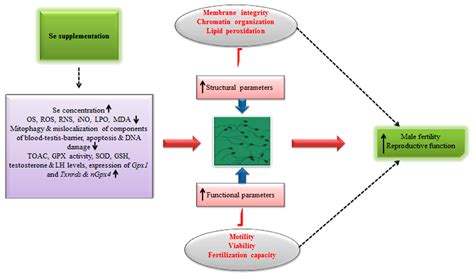 Role Of Selenium And Selenoproteins In Male Reproductive Function A Review Of Past And Present