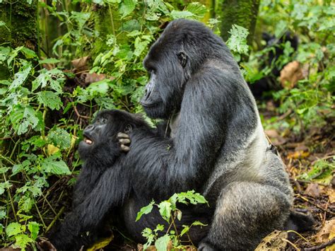 Gorilla Sex • Reproduction • How Do Gorillas Mate