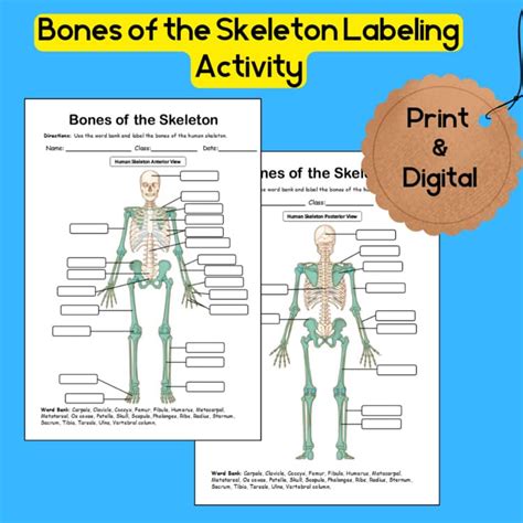 Human Anatomy Bones Of The Skeleton Labeling Bundle By Dental Education Hub