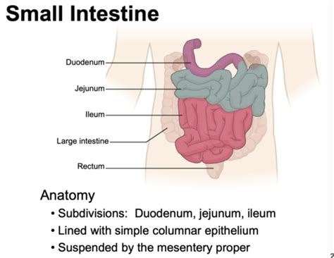 Cell 220 Lecture 21 Flashcards Quizlet Cell 220 Lecture 21 Flashcards Quizlet