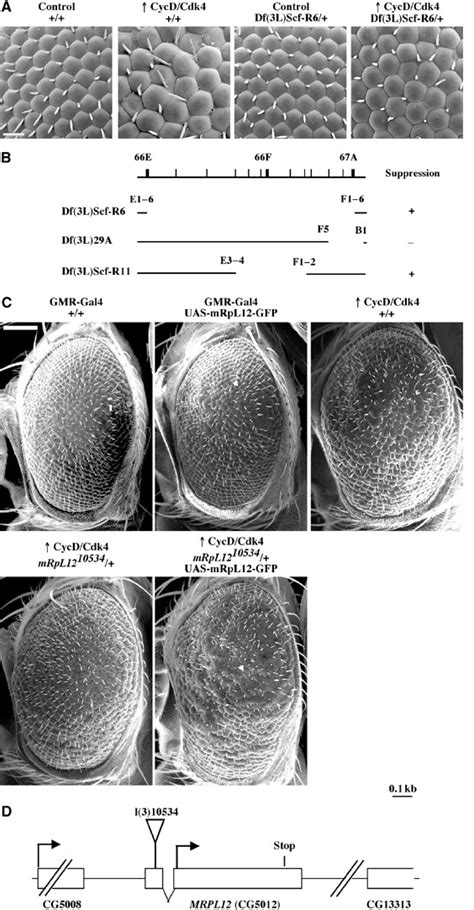 Cycdcdk4 Requires Mrpl12 To Drive Growth In The Drosophila Eye A Download Scientific