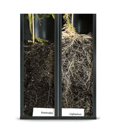 کود هیومیک اسید چیست؟ و چه کاربردی برای گیاهان دارد؟