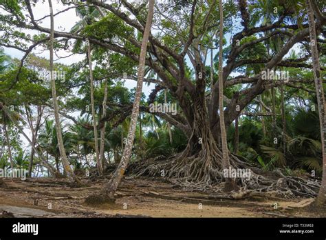 Big Tree In Forest Green Life Background Old Tree With Large Roots In The Dense Thickets Of