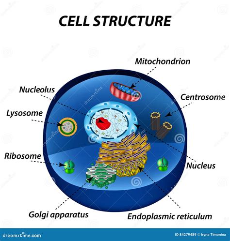 Structure Of Human Cells Organelles Stock Illustration Illustration