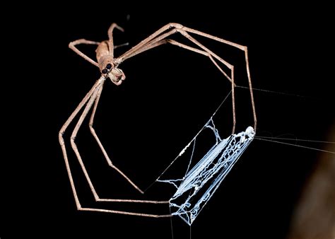 Ogre Faced Spider Eyes Why They Are The Weirdest Night Vision On Earth