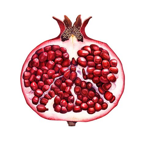 Pomegranate Drawing At Getdrawings Free Download