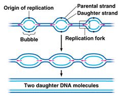 Eukaryotic Replication Ritu S Biology Hub