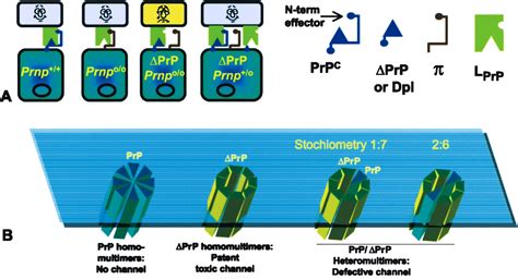 Mammalian Prion Biology Cell