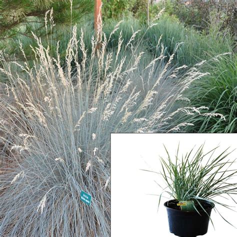 Blue Ornamental Grass