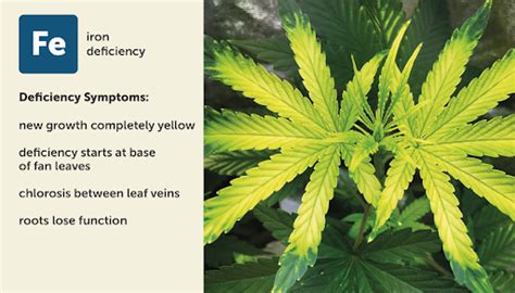 Most Common Cannabis Deficiencies Queen Of The Sun Grown