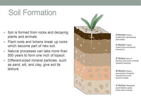 The Complete Edible Soil Lab Answer Key Uncover The Secrets Of
