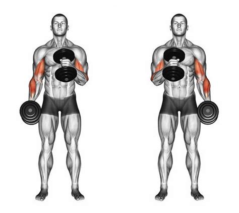 How To Do Hammer Curls Form And Muscles Worked Steel Supplements