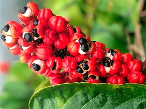 ¿cuánto Guaraná Se Puede Tomar Al Día Y Para Qué Sirve