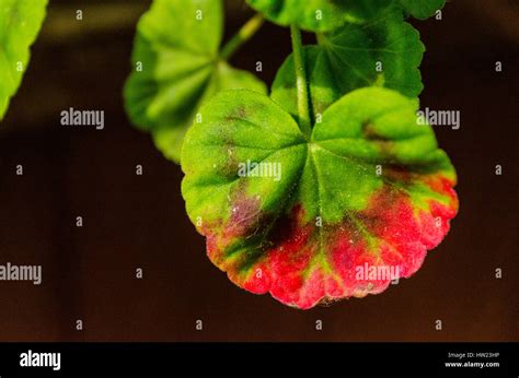 A Brightly Colored Geranium Leaf In A San Leandro California Garden