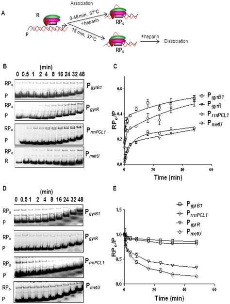 Scheme Of Assay R Represents Rnap P Represents Promoter Fragment And