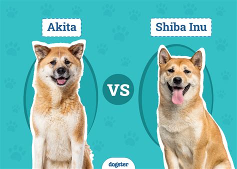Akita Americano Vs Japonés