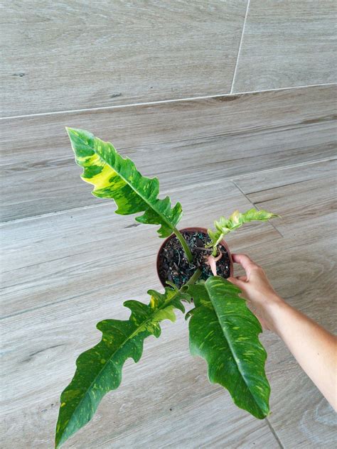 Variegated Philodendron Narrow Escape Tiger Tooth Jungle Boogie Etsy