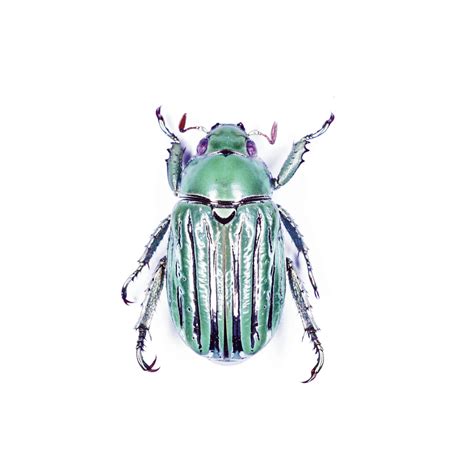 Glorious Beetle Chrysina Gloriosa Specimen Usbeetles
