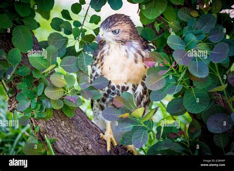 A Red Tailed Hawk Fledging Explores Outside Their Nest Atop The U S