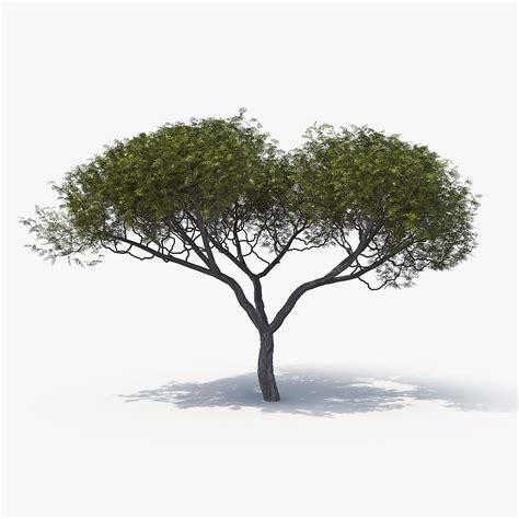 Acacia 01 Modelo 3d 19 Fbx Max Free3d