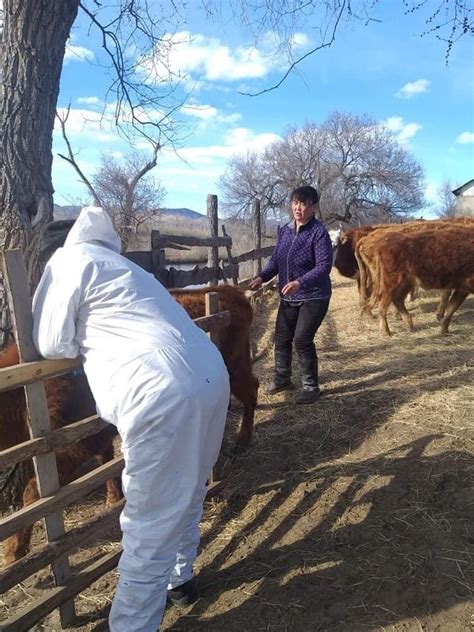 Шүлхий өвчний дархлаажуулалтын вакцин Хангал сумын хэмжээнд 70 хувийн гүйцэтгэлтэй хийгдэж байна