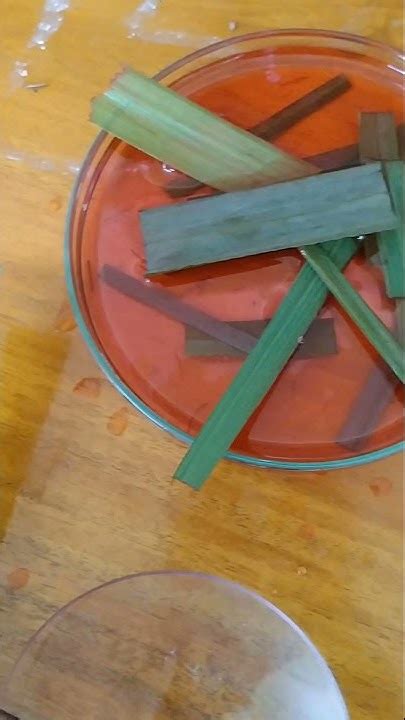 Lemongrass Leaf Under Compound Microscope 🔬🔬 Youtube