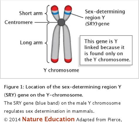 Figure From Genetic Mechanisms Of Sex Determination Semantic Scholar