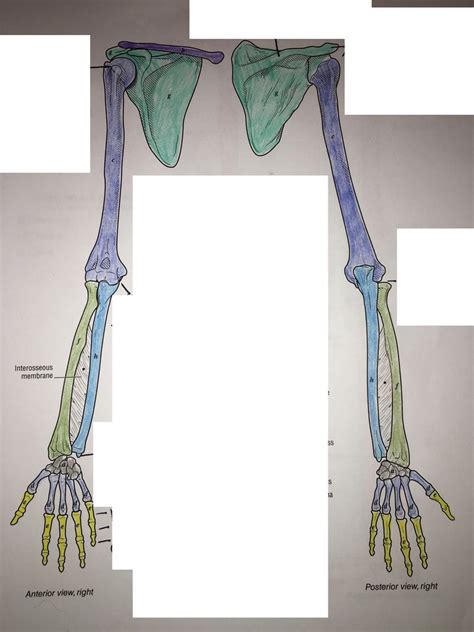 Biol Appendicular Skeleton Diagram Quizlet